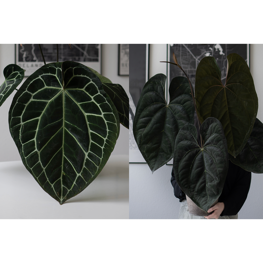 Anthurium Seedlings – greenhues