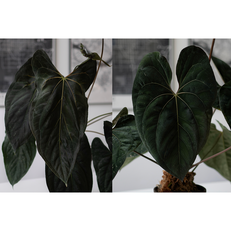 Anthurium Seedlings – greenhues